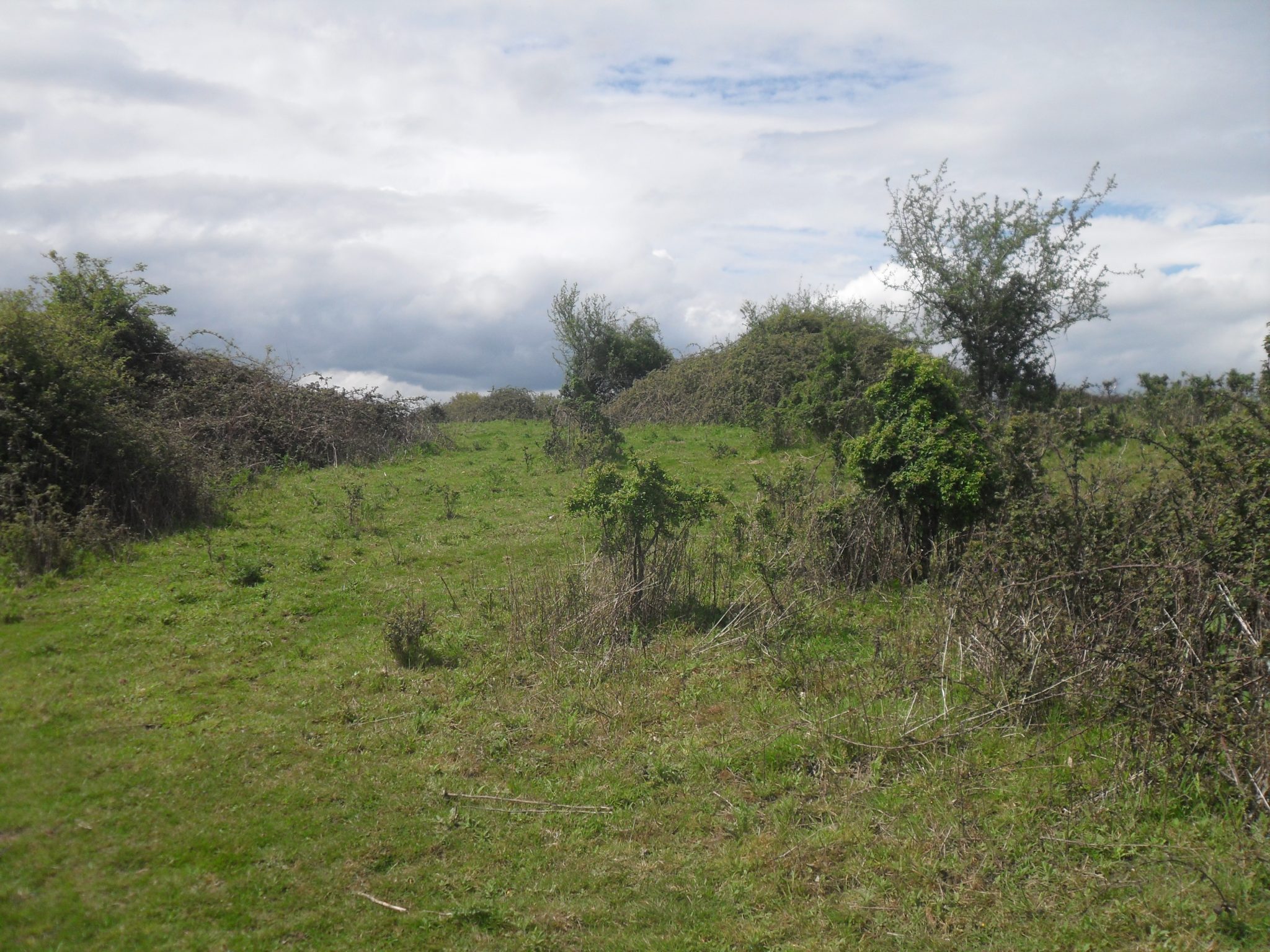 A Walk on the Rewild Side: Rewilding in Action - Eco Babble